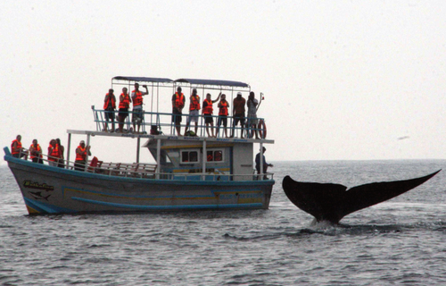 Adventure Tour - Chaaliya